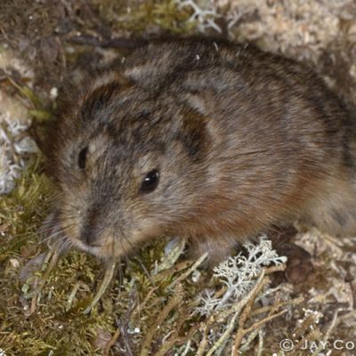 Lemmings - Hinterland Who's Who