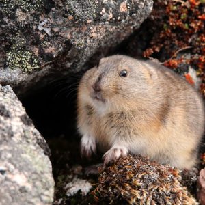 Lemmings - Hinterland Who's Who