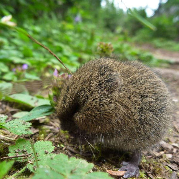 Lemmings - Hinterland Who's Who