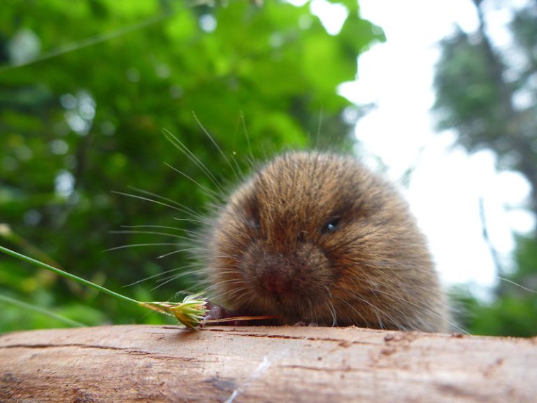 Les lemmings - Hinterland Who's Who