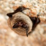 Little Brown Bat - Hinterland Who's Who