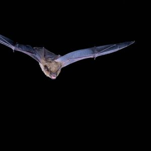 Little Brown Bat - Hinterland Who's Who