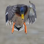 Mallard - Hinterland Who's Who