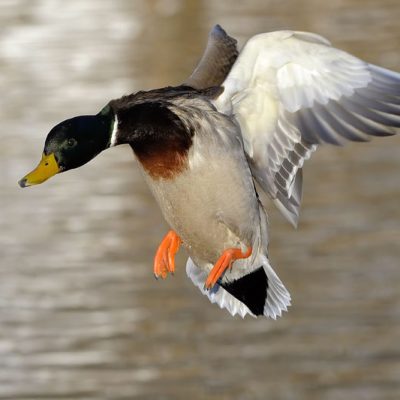 Mallard - Hinterland Who's Who