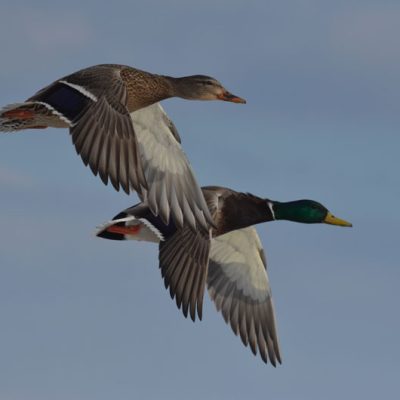 Mallard - Hinterland Who's Who