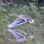 Mallard - Hinterland Who's Who