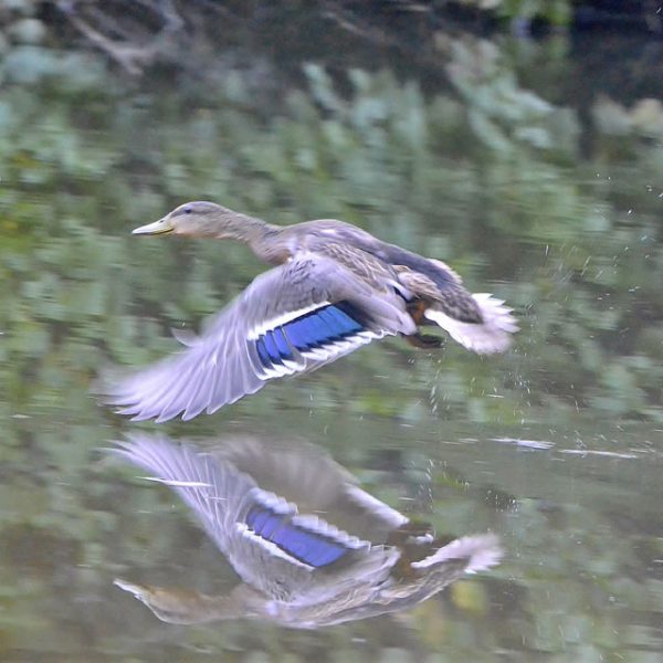Mallard - Hinterland Who's Who