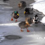 Mallard - Hinterland Who's Who