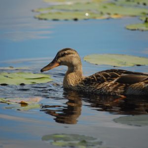 Mallard - Hinterland Who's Who
