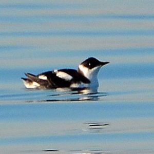 Marbled Murrelet - Hinterland Who's Who