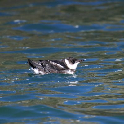 Marbled Murrelet - Hinterland Who's Who