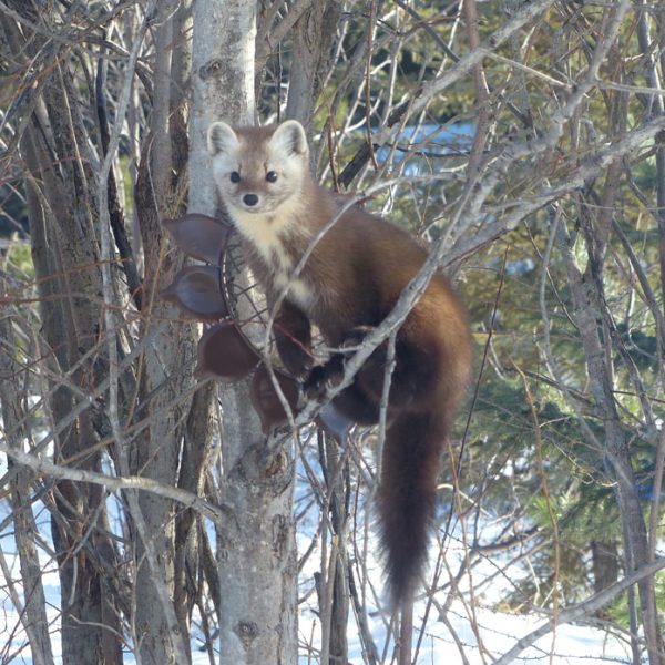 Marten - Hinterland Who's Who