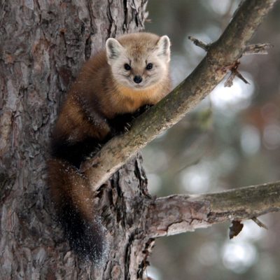 Marten - Hinterland Who's Who