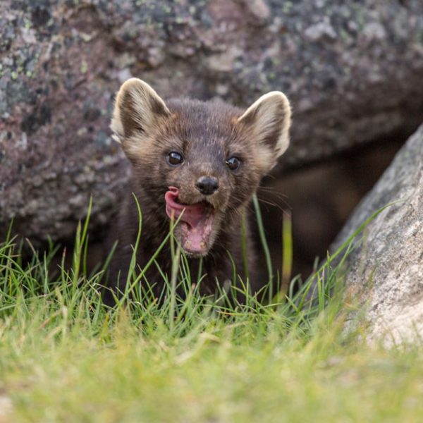 Marten - Hinterland Who's Who