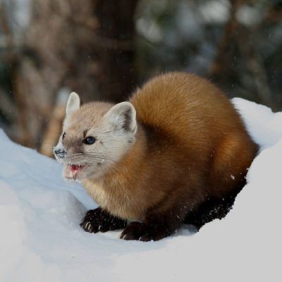 Marten - Hinterland Who's Who