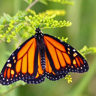 Monarch Butterfly - Hinterland Who's Who