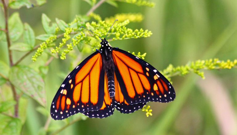 Le monarque - Faune et Flore du Pays