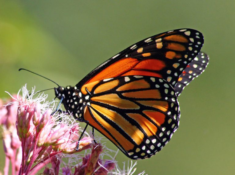 Le monarque - Faune et Flore du Pays
