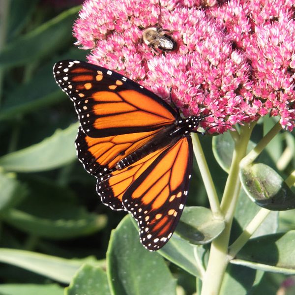 Monarch Butterfly - Hinterland Who's Who