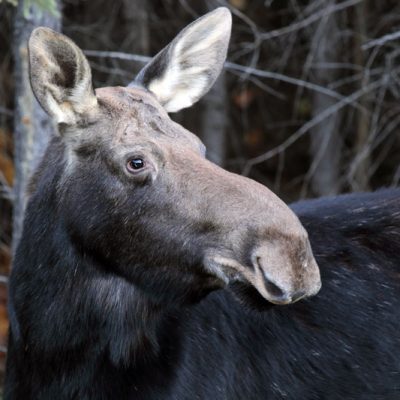 Moose - Hinterland Who's Who