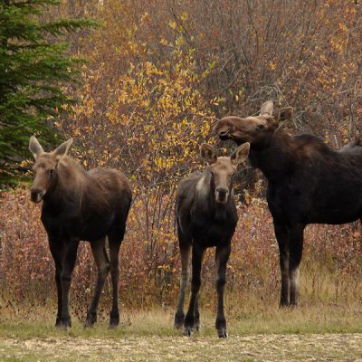 Moose - Hinterland Who's Who