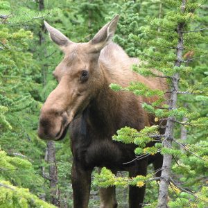 Moose - Hinterland Who's Who