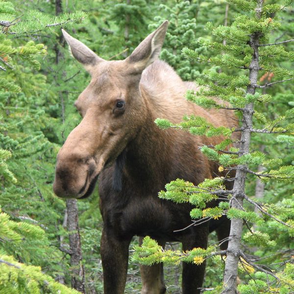 Moose - Hinterland Who's Who