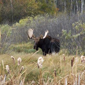 Moose - Hinterland Who's Who