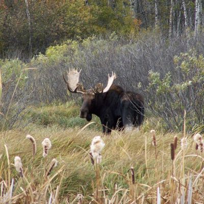 Moose - Hinterland Who's Who