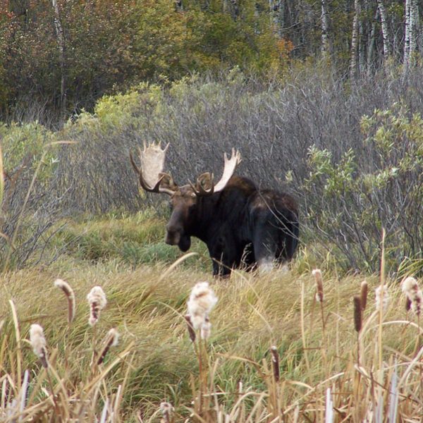 Moose - Hinterland Who's Who