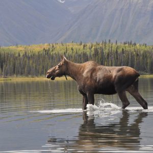 Moose - Hinterland Who's Who