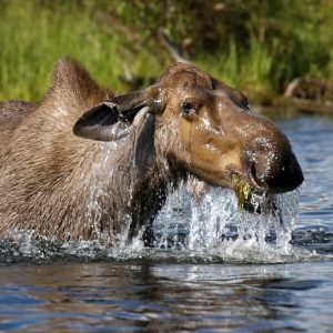 Moose - Hinterland Who's Who