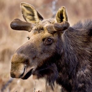 Moose - Hinterland Who's Who