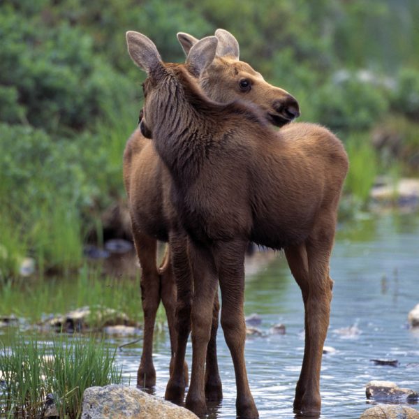 Moose - Hinterland Who's Who