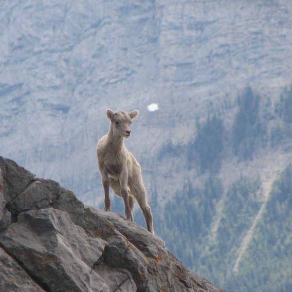 Mountain Sheep - Hinterland Who's Who