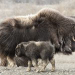 Muskox - Hinterland Who's Who