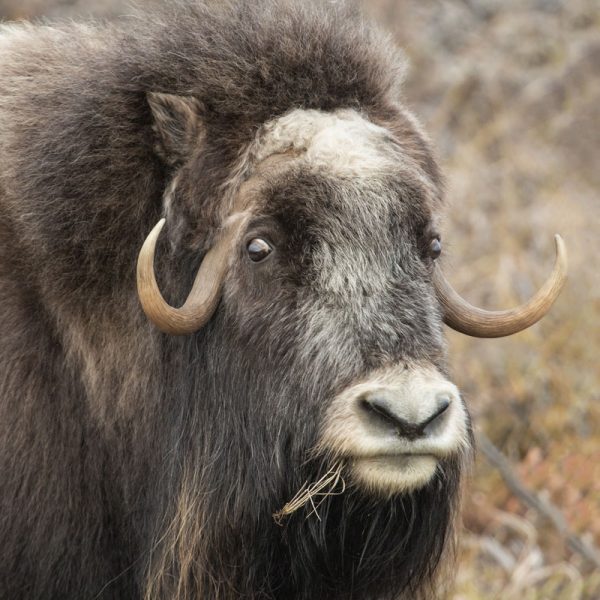 Muskox - Hinterland Who's Who