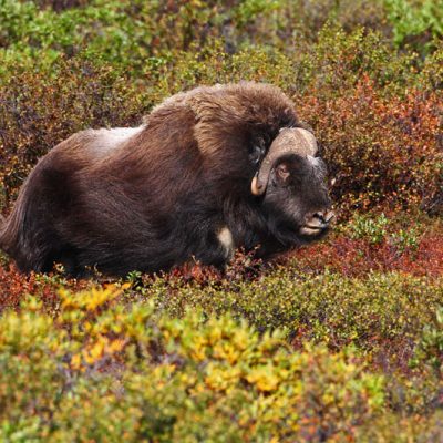 Muskox - Hinterland Who's Who