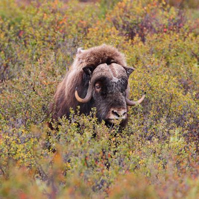 Muskox - Hinterland Who's Who