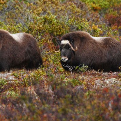 Muskox - Hinterland Who's Who