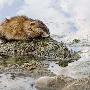 Muskrat - Hinterland Who's Who