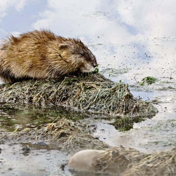 Muskrat - Hinterland Who's Who