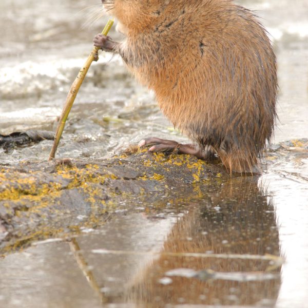 Muskrat - Hinterland Who's Who