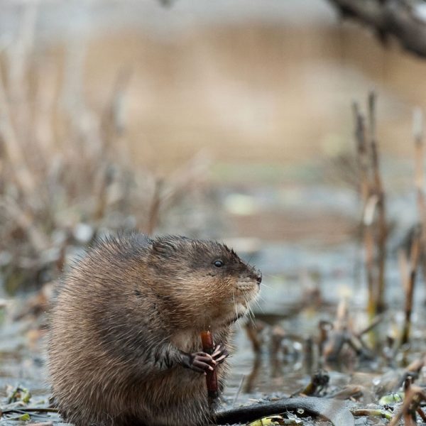Muskrat - Hinterland Who's Who