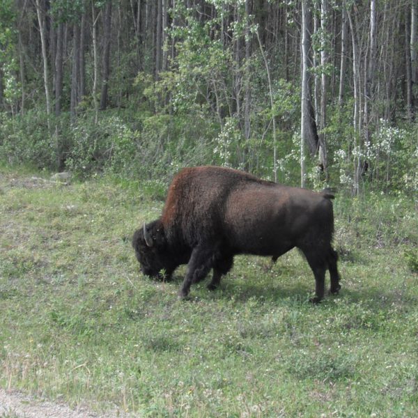 North American Bison - Hinterland Who's Who