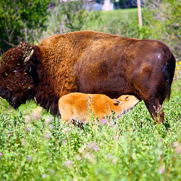 North American Bison - Hinterland Who's Who