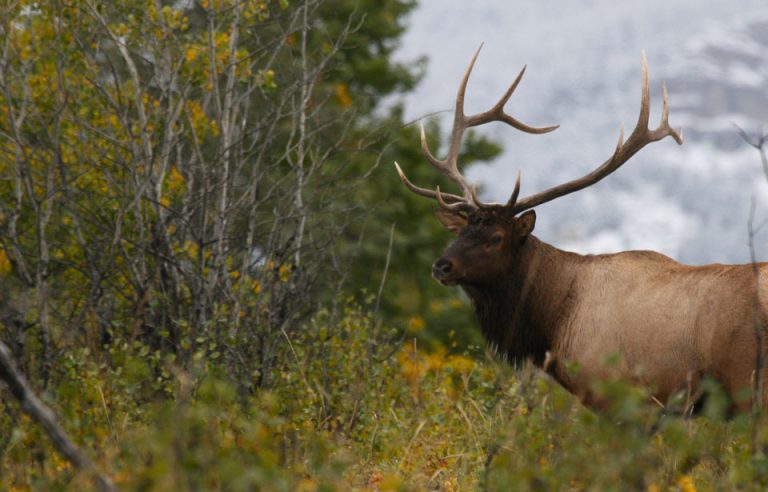 North American Elk - Hinterland Who's Who