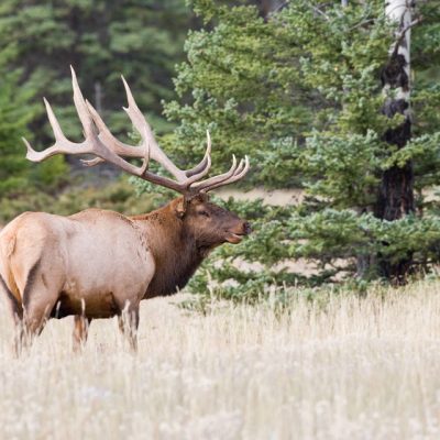 North American Elk - Hinterland Who's Who