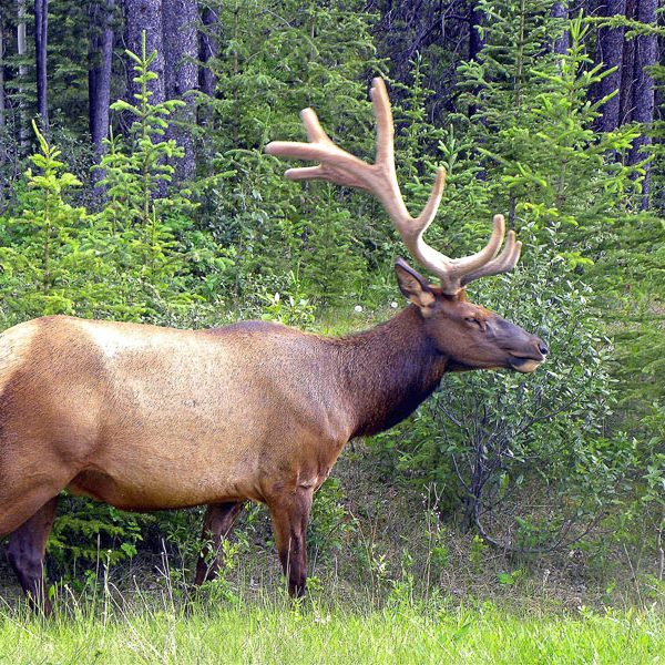 North American Elk - Hinterland Who's Who