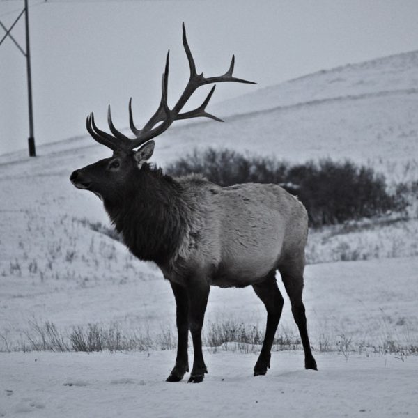 North American Elk - Hinterland Who's Who